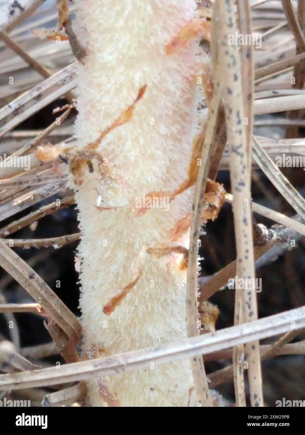 woodland pinedrops (Pterospora andromedea) Plantae Stock Photo - Alamy