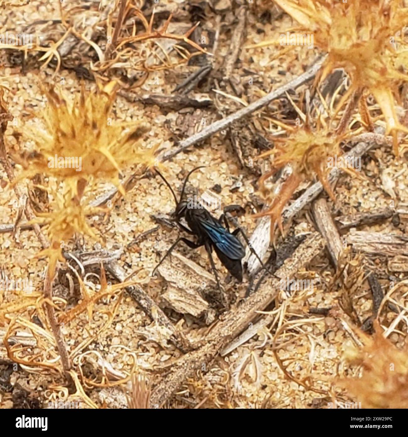 Spider Wasps (Pompilidae) Insecta Stock Photo - Alamy