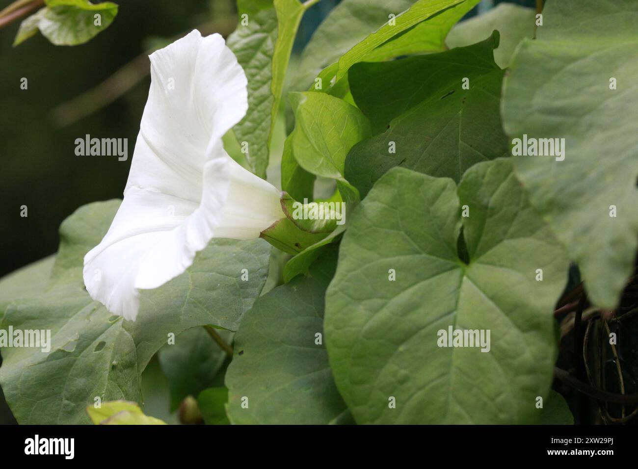 large bindweed (Calystegia silvatica) Plantae Stock Photo - Alamy
