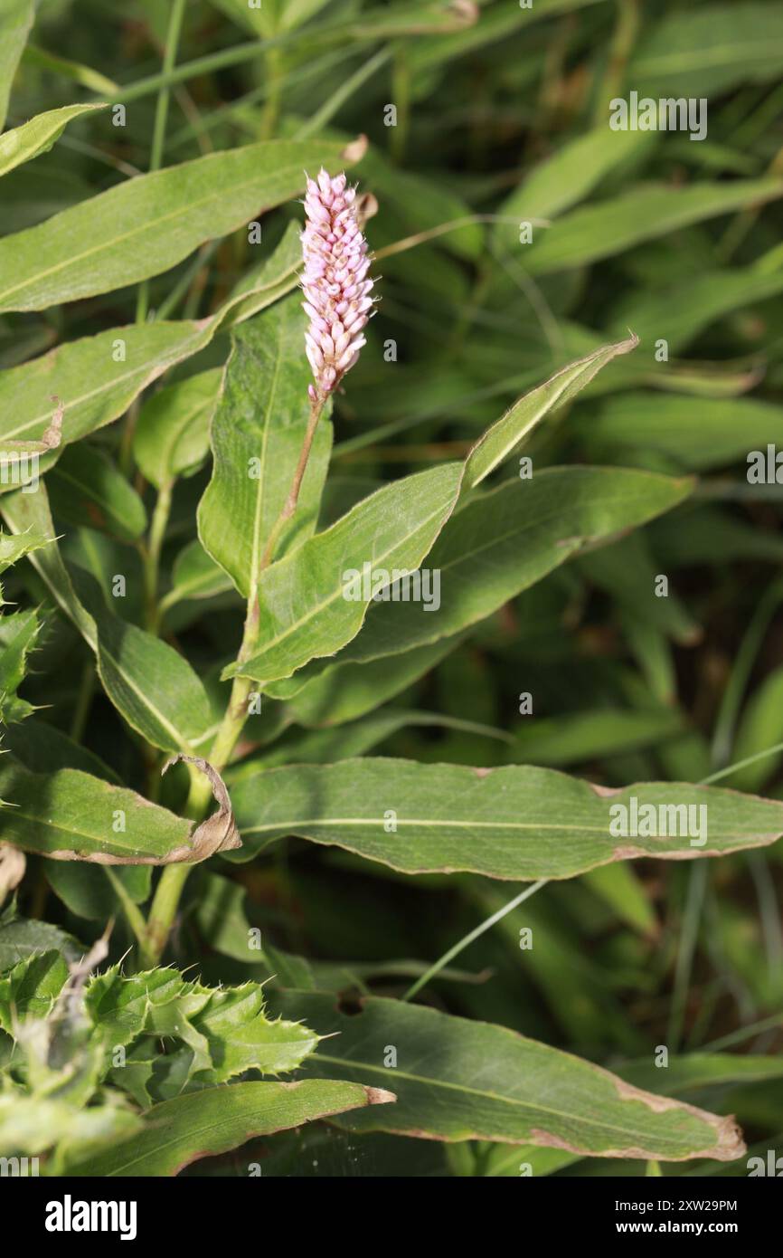 water smartweed (Persicaria amphibia) Plantae Stock Photo - Alamy