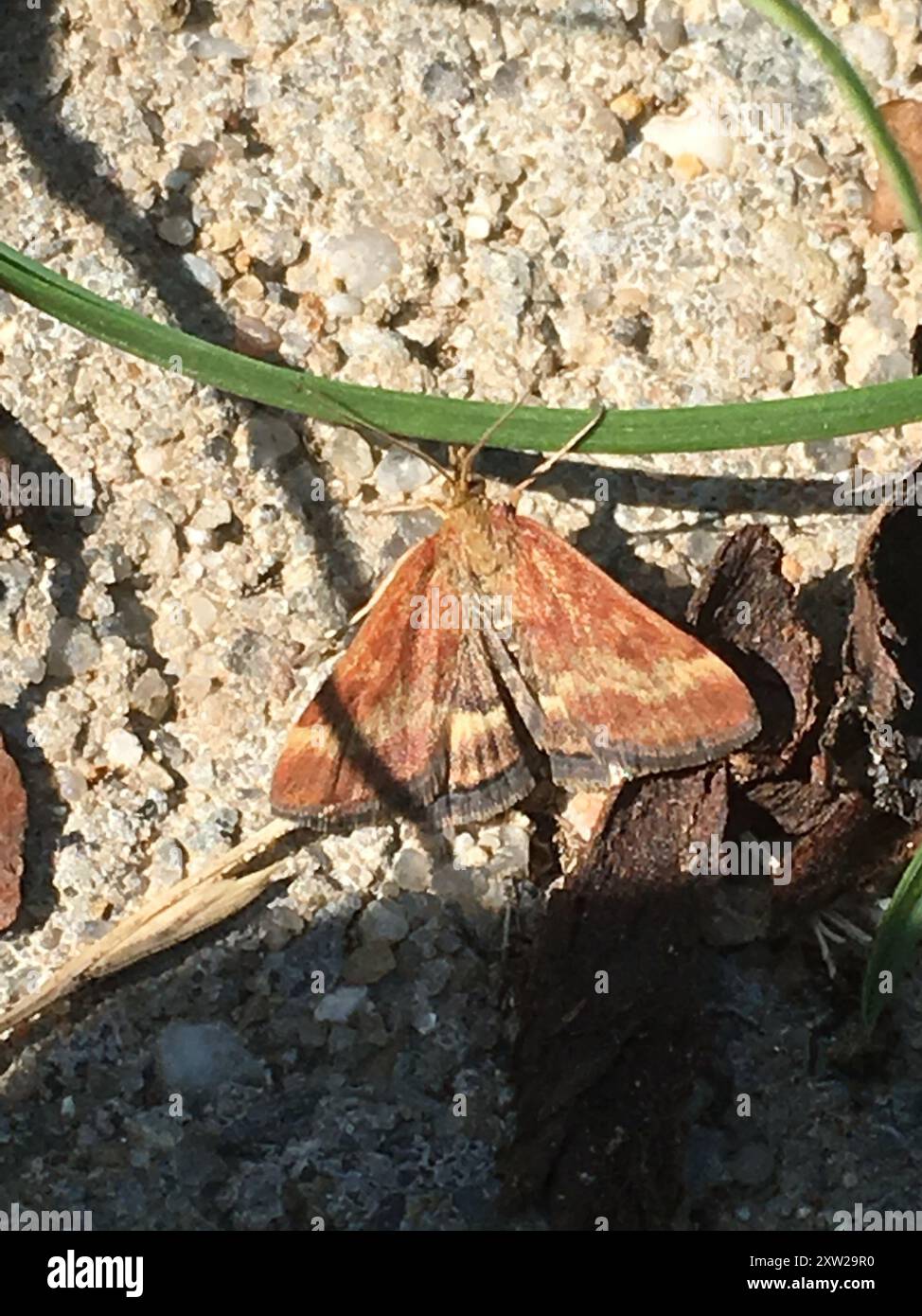 Straw-barred Pearl (Pyrausta despicata) Insecta Stock Photo - Alamy