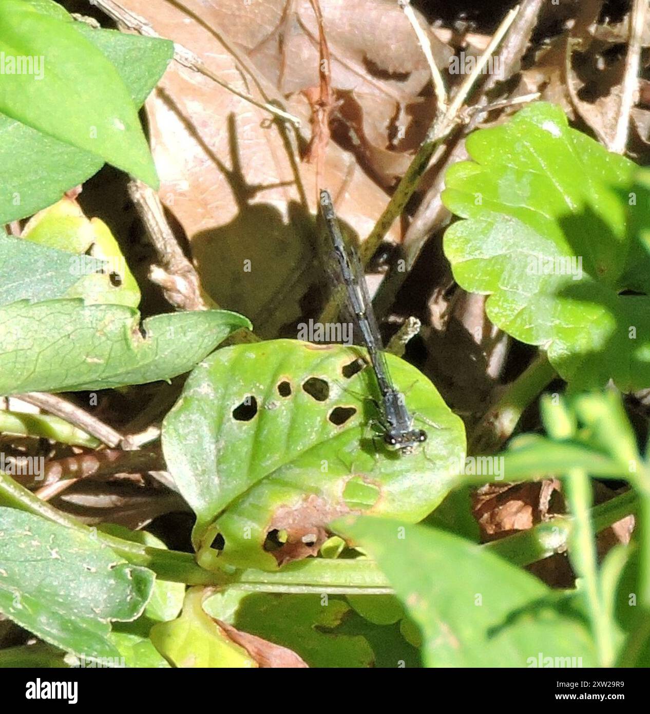 Fragile Forktail (Ischnura posita) Insecta Stock Photo - Alamy