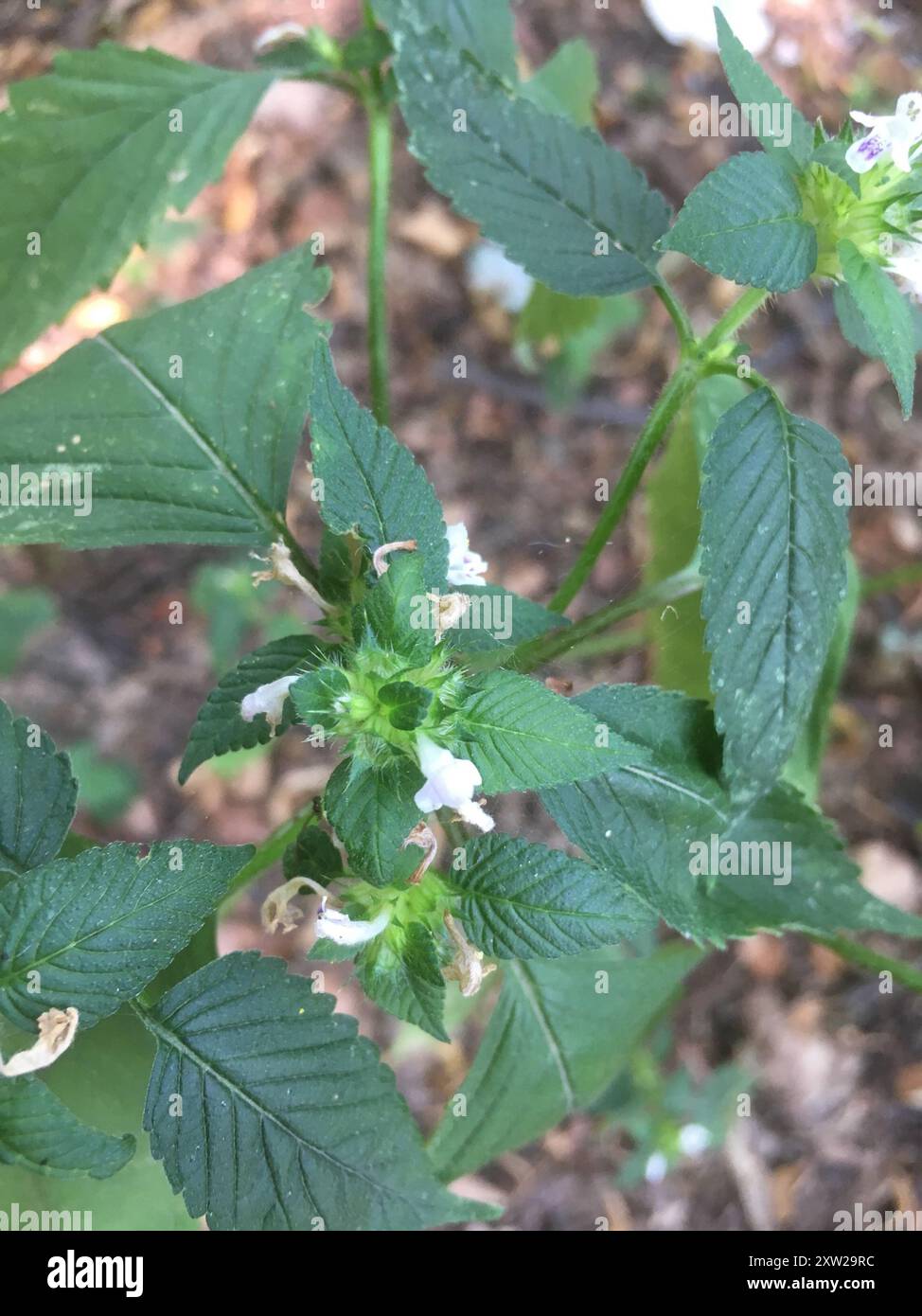 Common hemp-nettle (Galeopsis tetrahit) Plantae Stock Photo - Alamy