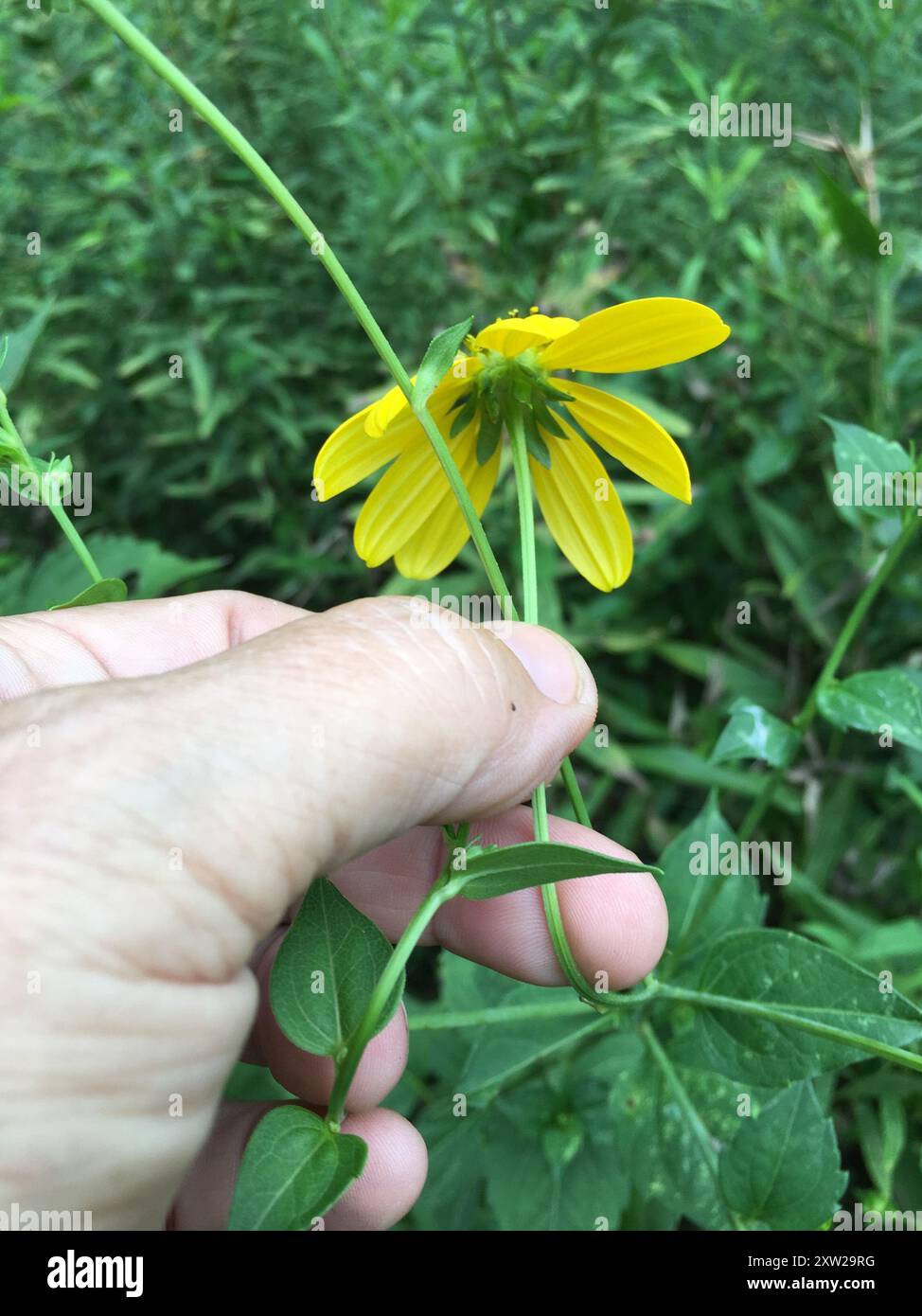 cutleaf coneflower (Rudbeckia laciniata) Plantae Stock Photo - Alamy