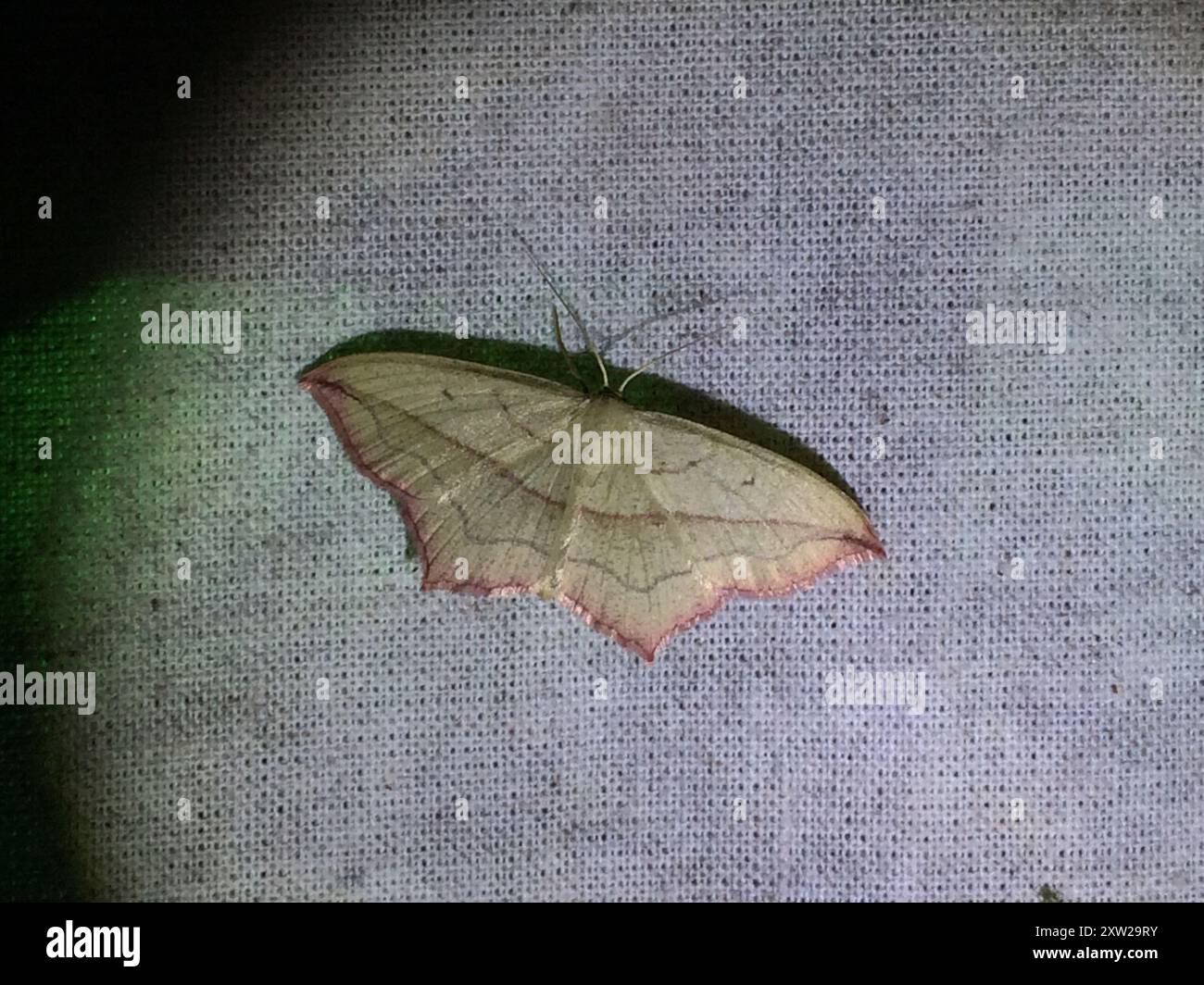 Blood Vein (Timandra comae) Insecta Stock Photo - Alamy