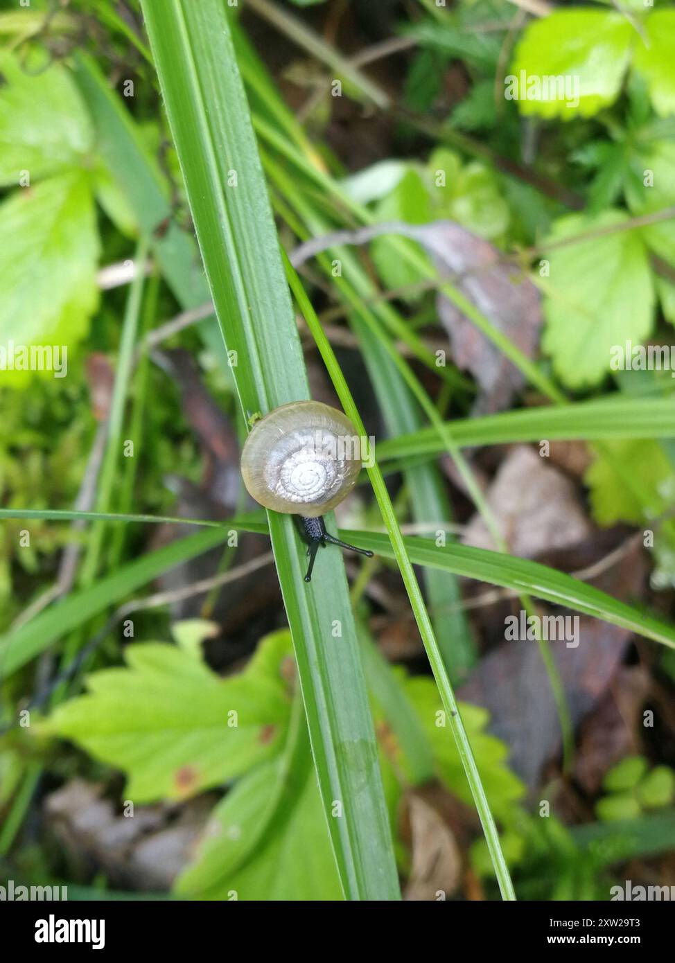 Common Land Snails and Slugs (Stylommatophora) Mollusca Stock Photo - Alamy
