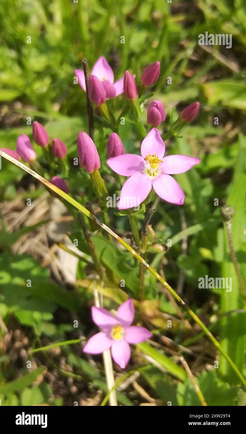 Common centaury (Centaurium erythraea) Plantae Stock Photo - Alamy