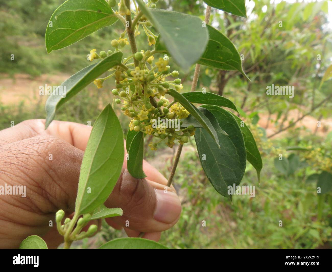 Australian Cow-plant (Gymnema sylvestre) Plantae Stock Photo - Alamy