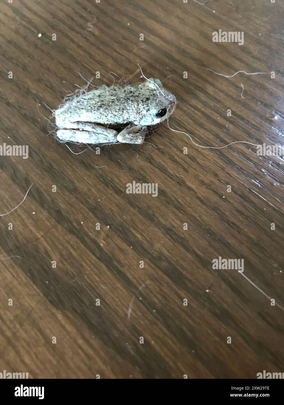 Cope's Gray Treefrog (Hyla chrysoscelis) Amphibia Stock Photo - Alamy