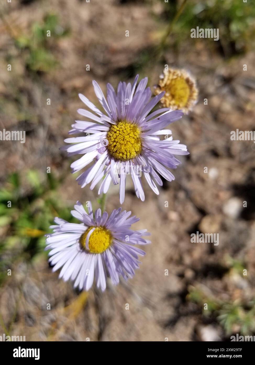 aspen fleabane (Erigeron speciosus) Plantae Stock Photo - Alamy