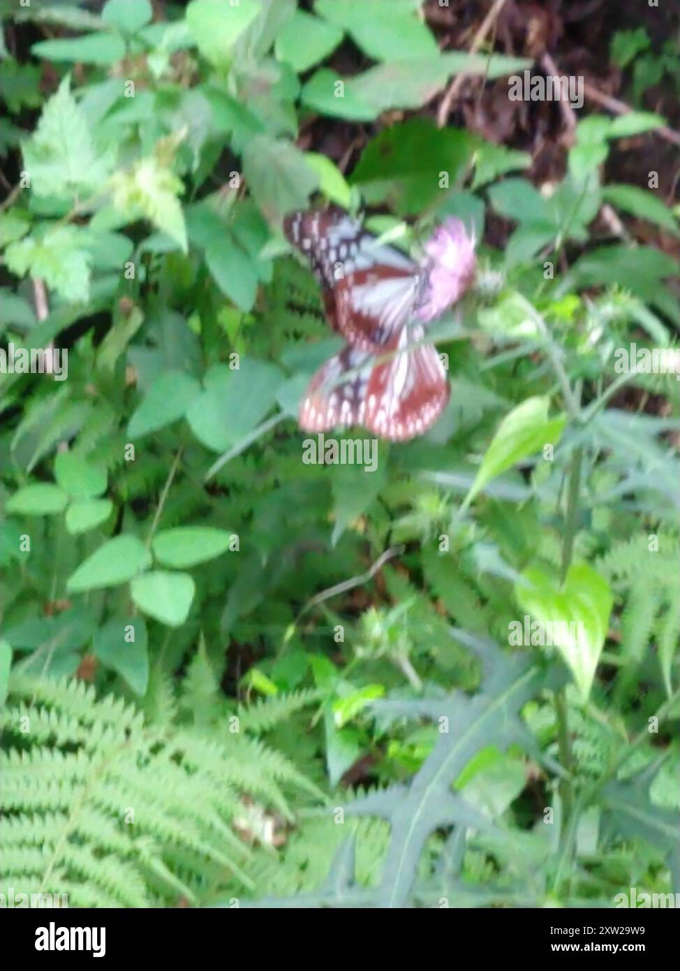 Chestnut Tiger (Parantica sita) Insecta Stock Photo - Alamy