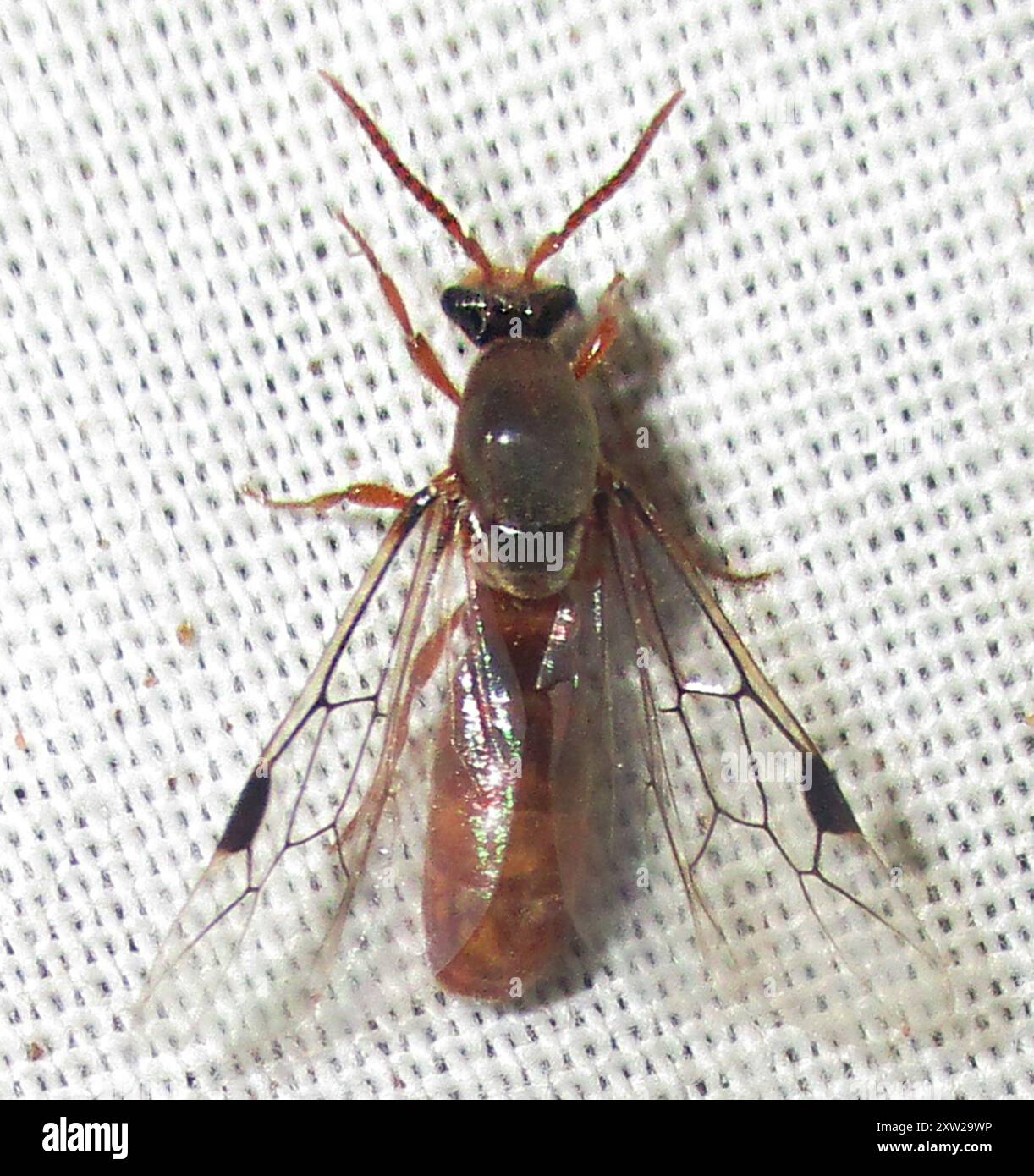 Aenictus Army Ants (Aenictus) Insecta Stock Photo - Alamy