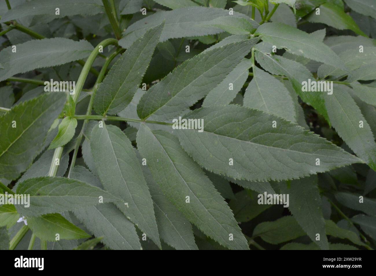 Dwarf Elder (Sambucus ebulus) Plantae Stock Photo - Alamy