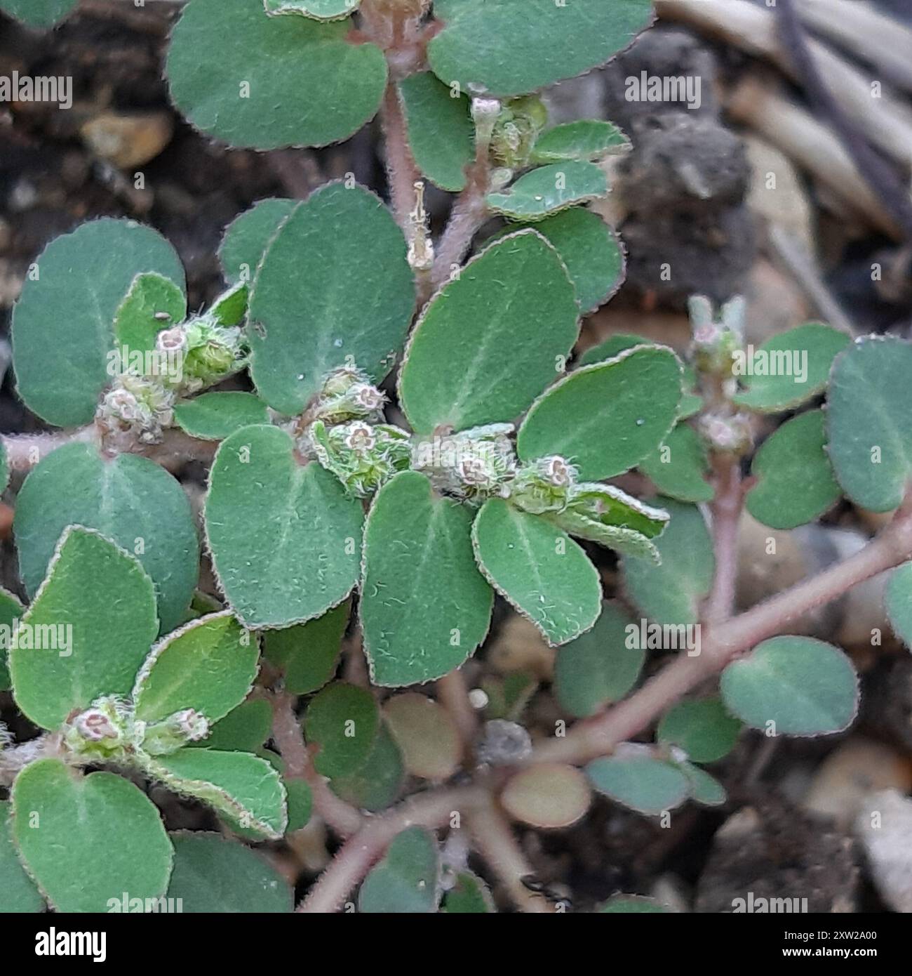 prostrate sandmat (Euphorbia prostrata) Plantae Stock Photo - Alamy