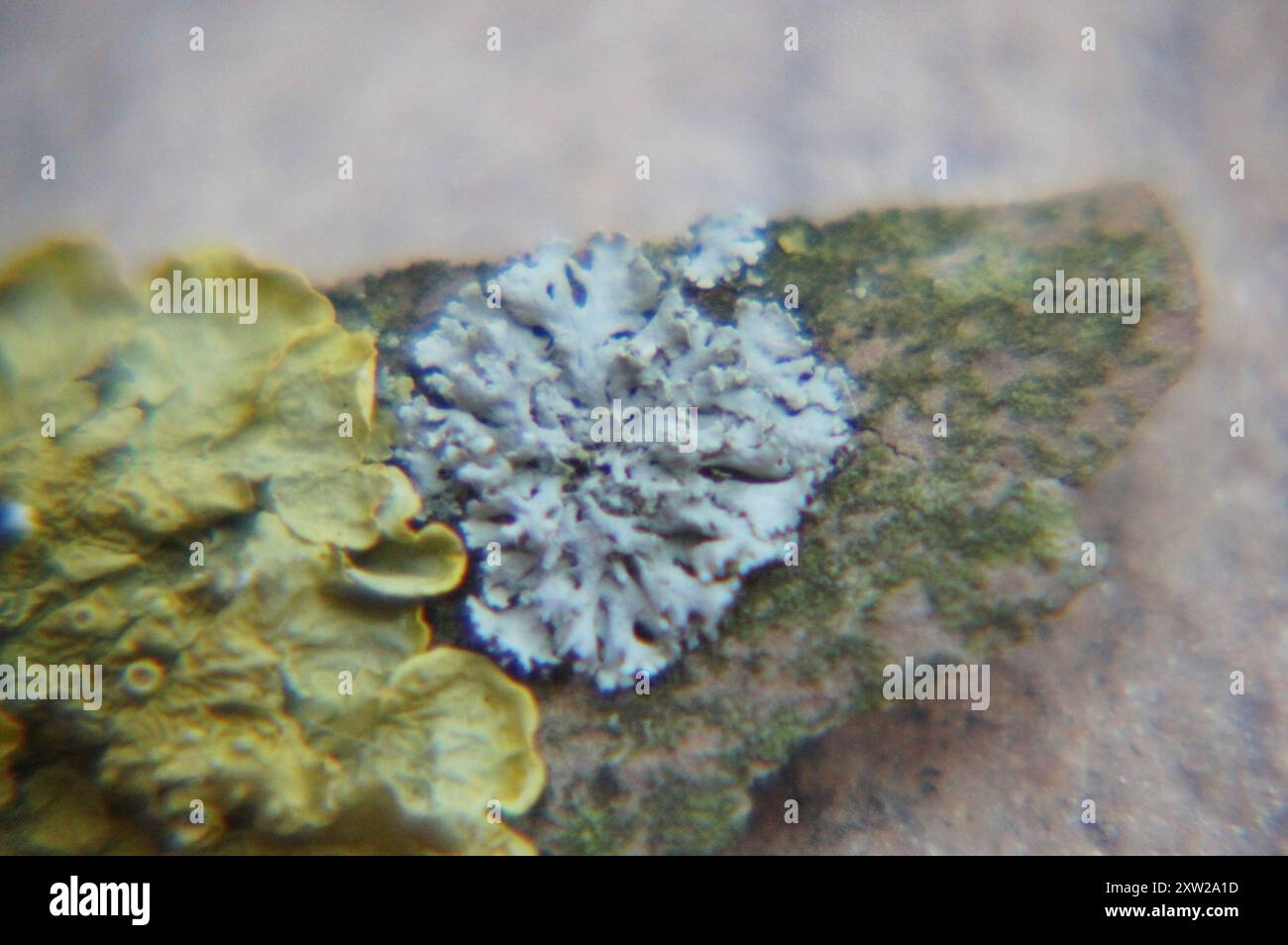 Fringed Rosette Lichen (Physcia tenella) Fungi Stock Photo - Alamy