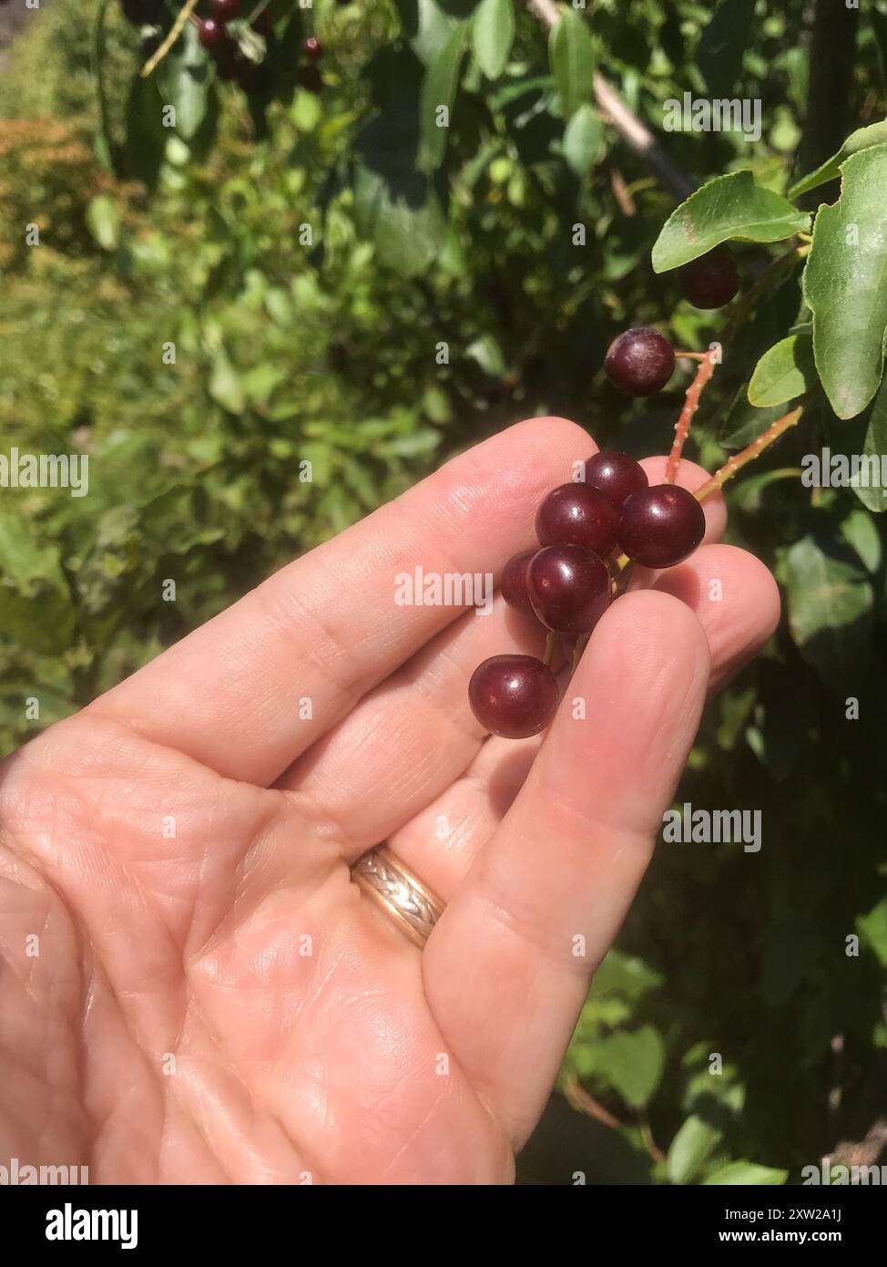 Western Chokecherry (Prunus virginiana demissa) Plantae Stock Photo - Alamy