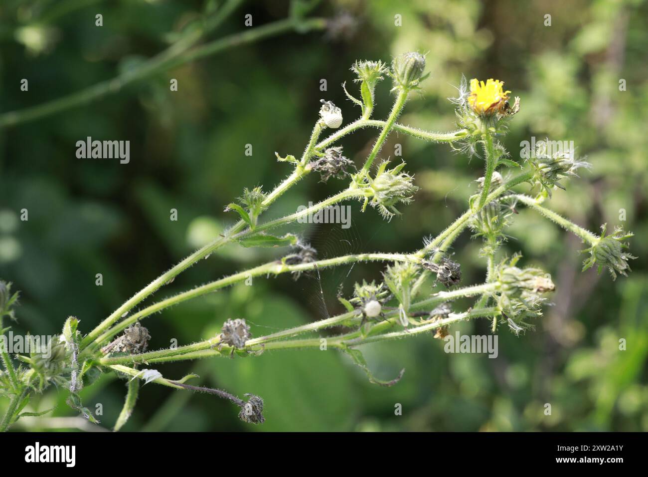 Hawkweed Oxtongue (Picris hieracioides) Plantae Stock Photo - Alamy