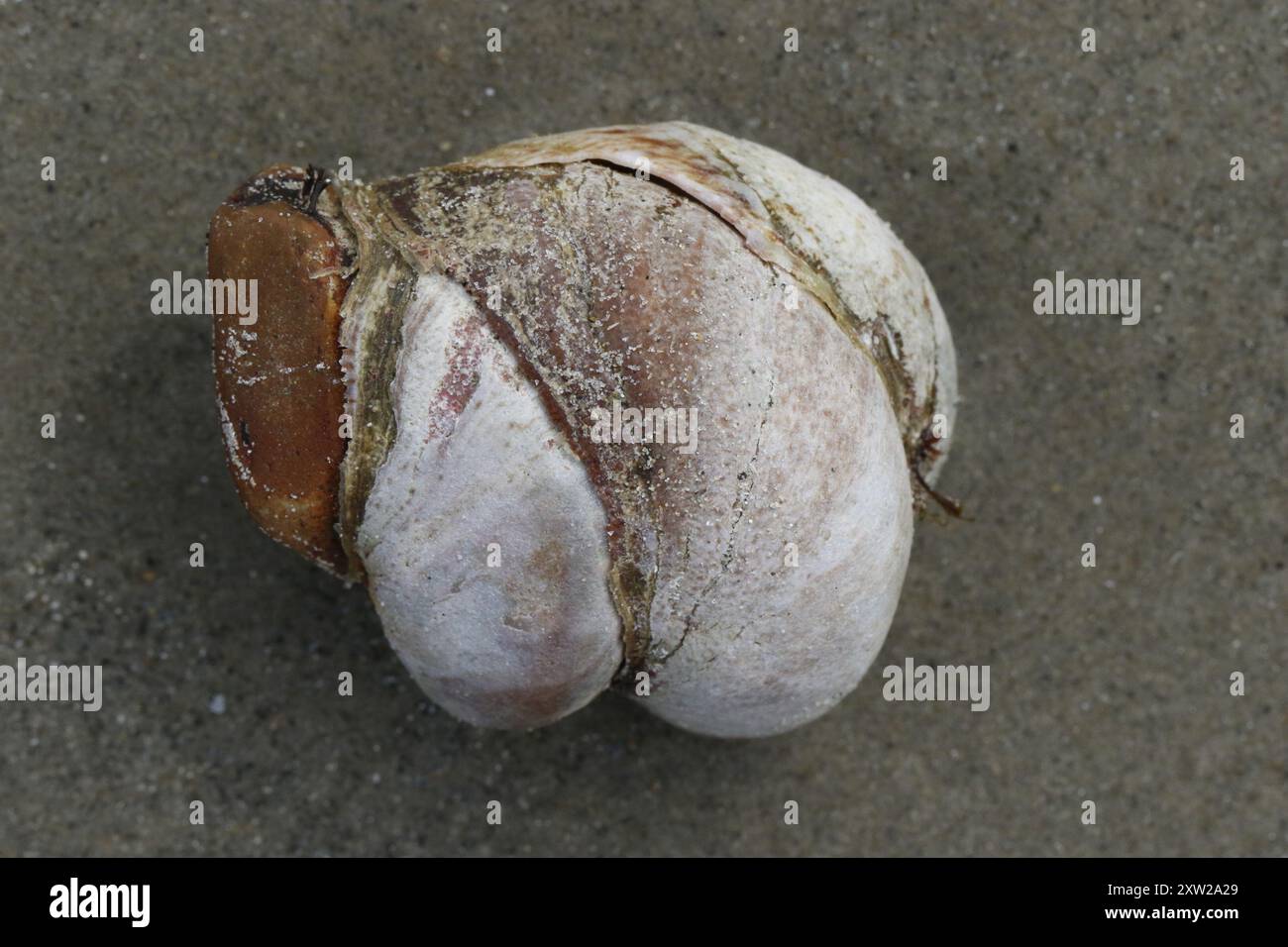 Common Atlantic Slippersnail (Crepidula fornicata) Mollusca Stock Photo ...
