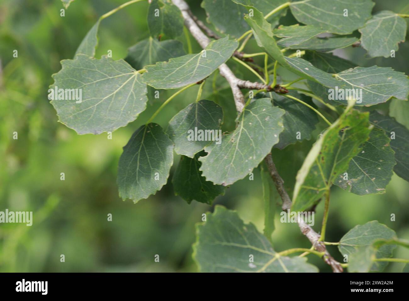 European aspen (Populus tremula) Plantae Stock Photo - Alamy