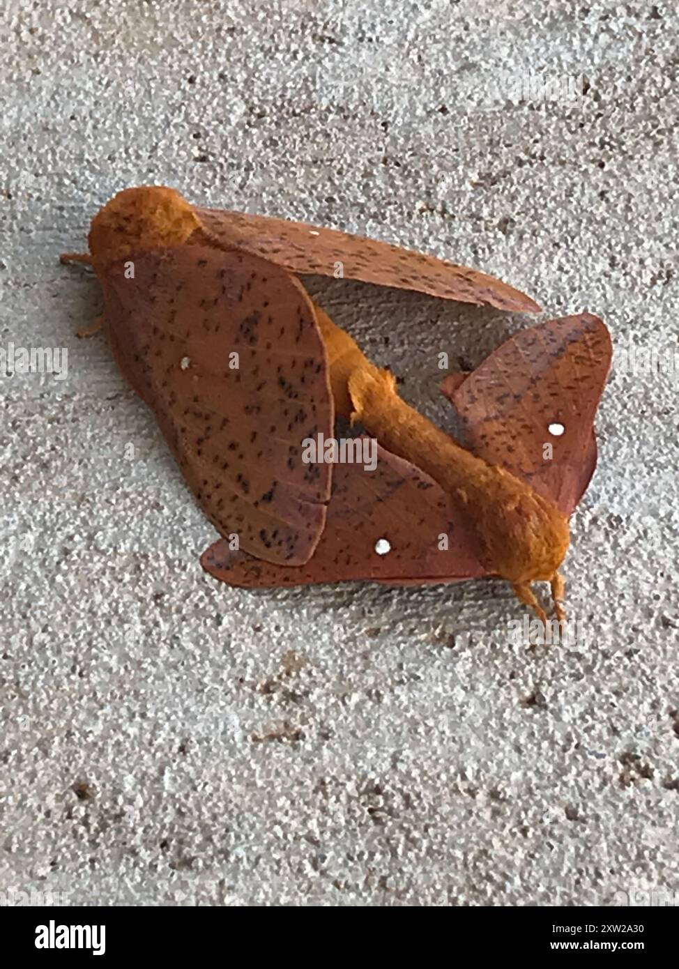 Spiny Oakworm Moth (Anisota stigma) Insecta Stock Photo - Alamy