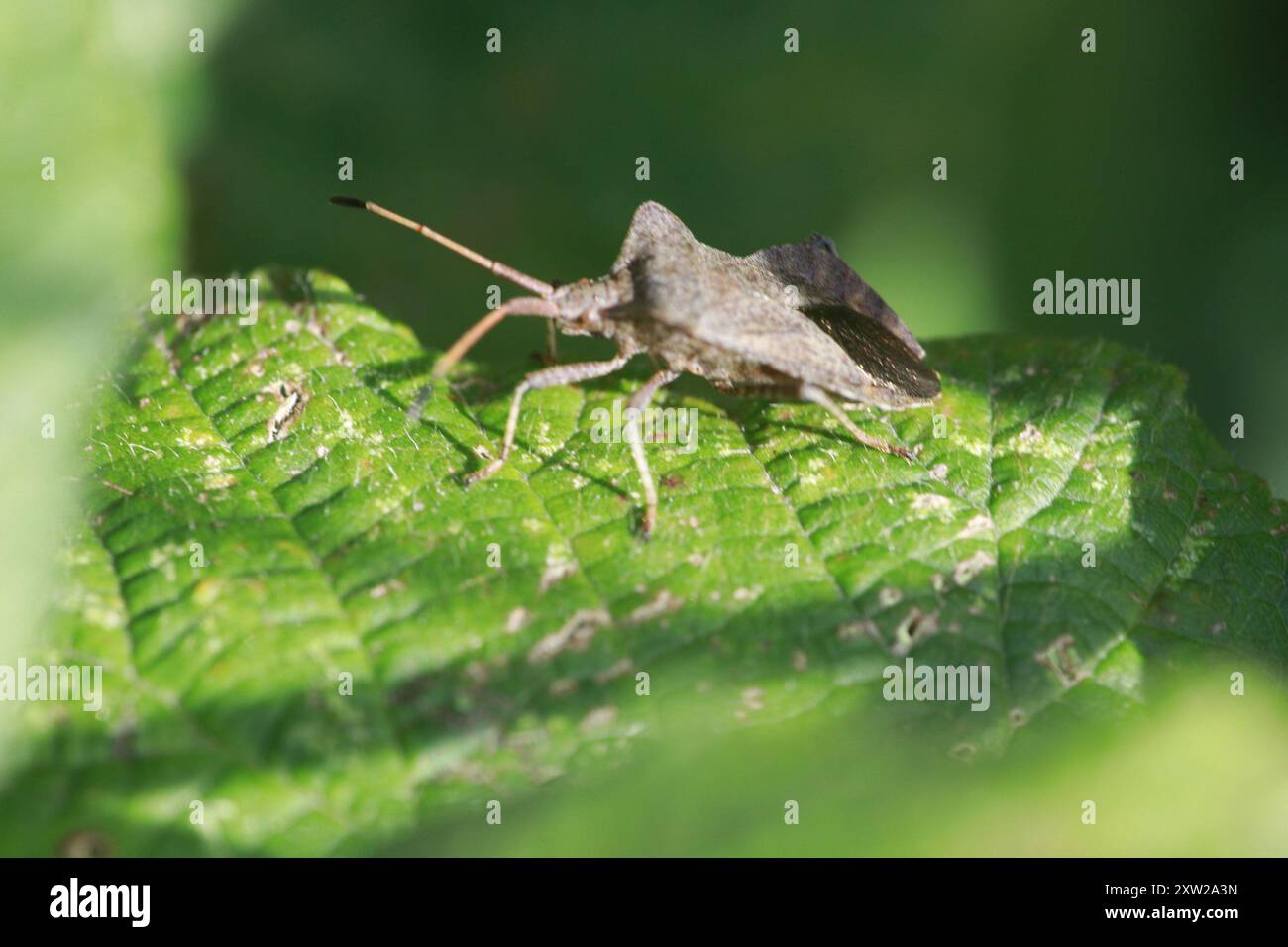 Dock Bug (Coreus marginatus) Insecta Stock Photo - Alamy