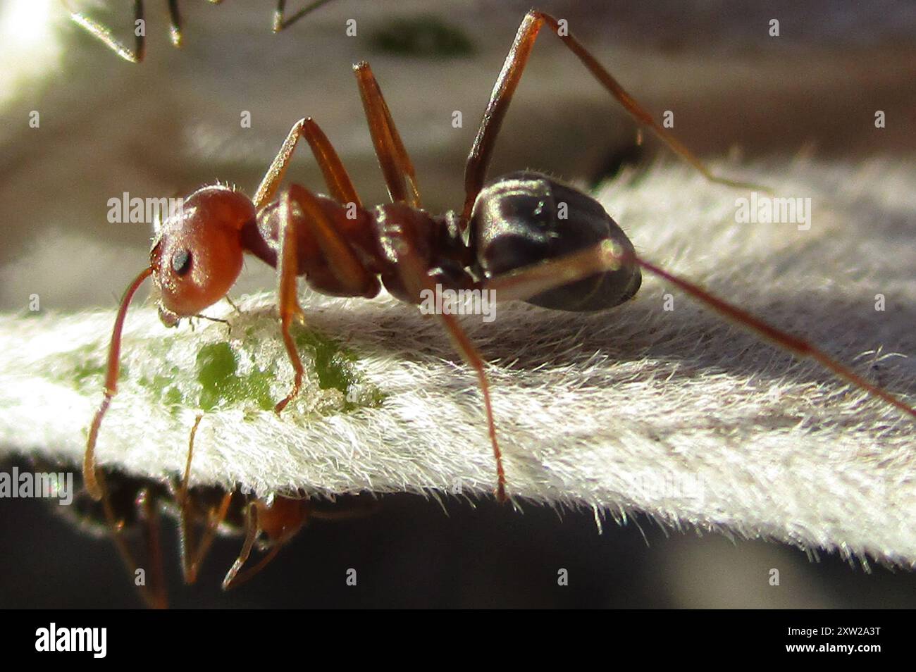 Large Pugnacious Ant (Anoplolepis custodiens) Insecta Stock Photo - Alamy