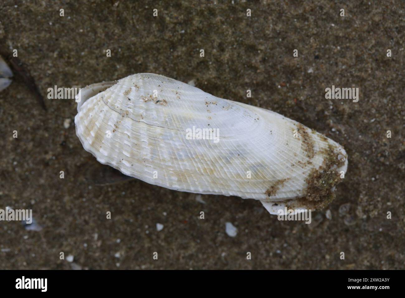 False Angelwing (Petricolaria pholadiformis) Mollusca Stock Photo - Alamy