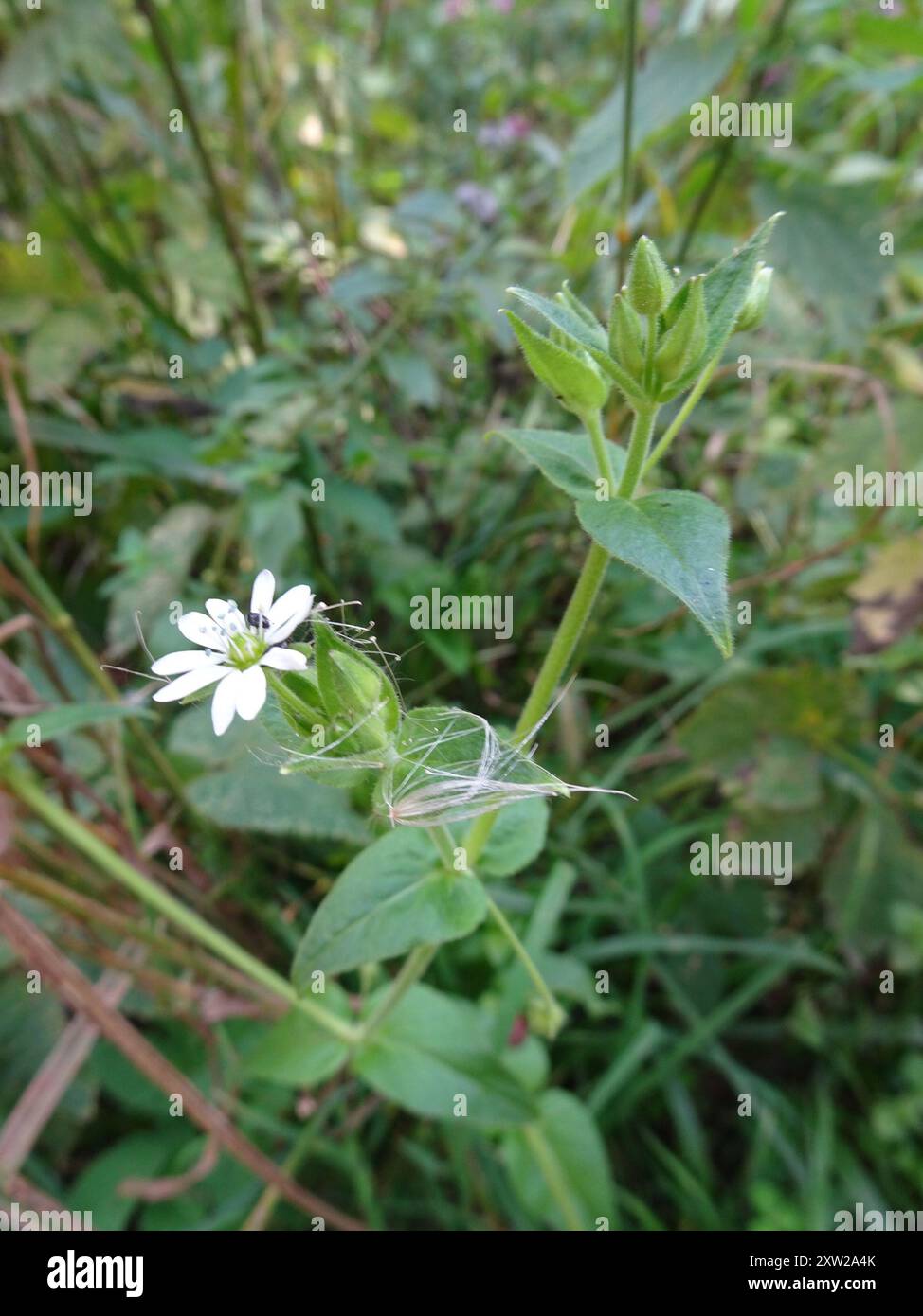 Water Chickweed (Stellaria aquatica) Plantae Stock Photo - Alamy
