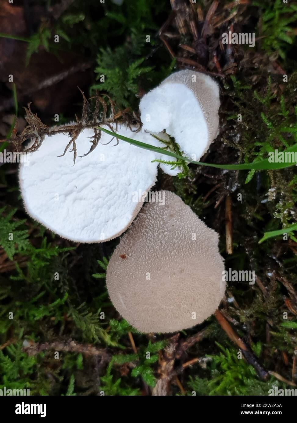 common puffball (Lycoperdon perlatum) Fungi Stock Photo - Alamy