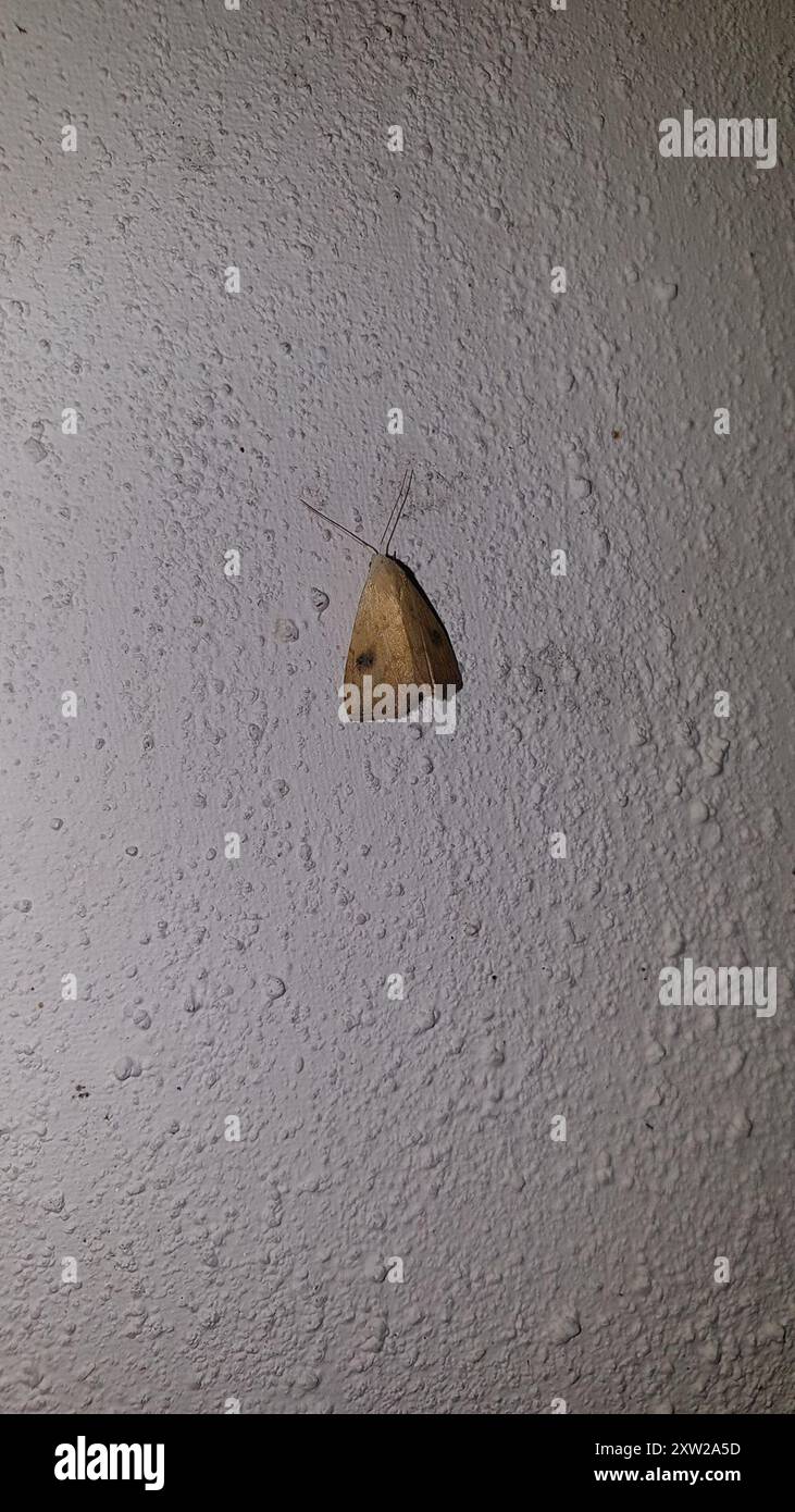 Straw Dot (Rivula sericealis) Insecta Stock Photo - Alamy