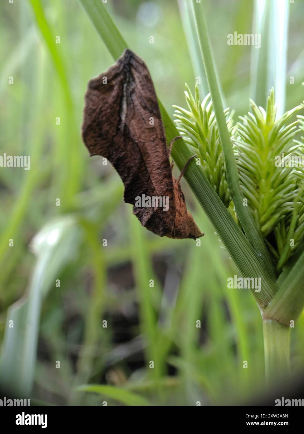 Fruit piercing moth (Oraesia emarginata) Insecta Stock Photo - Alamy