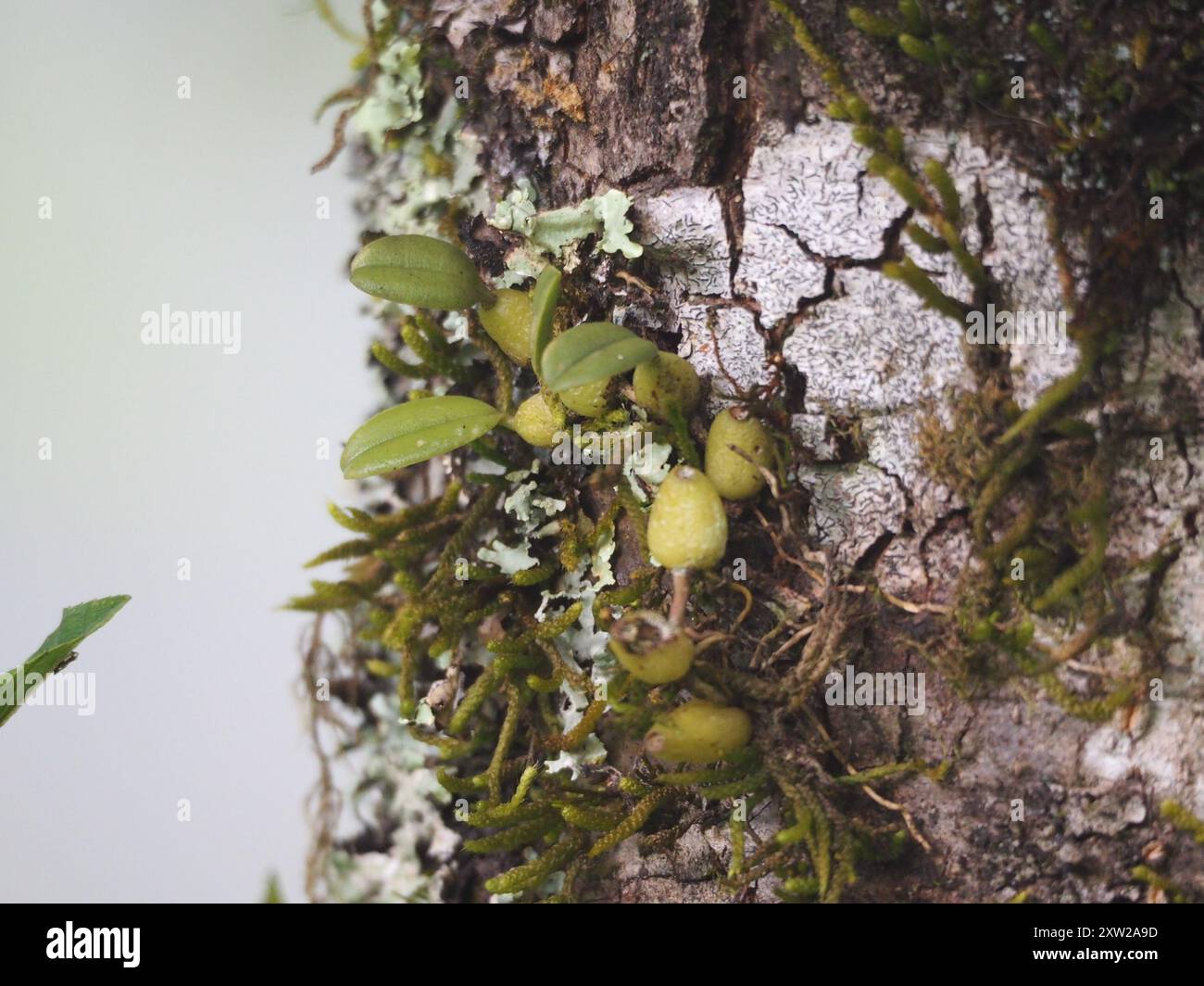 (Bulbophyllum pectinatum) Plantae Stock Photo - Alamy