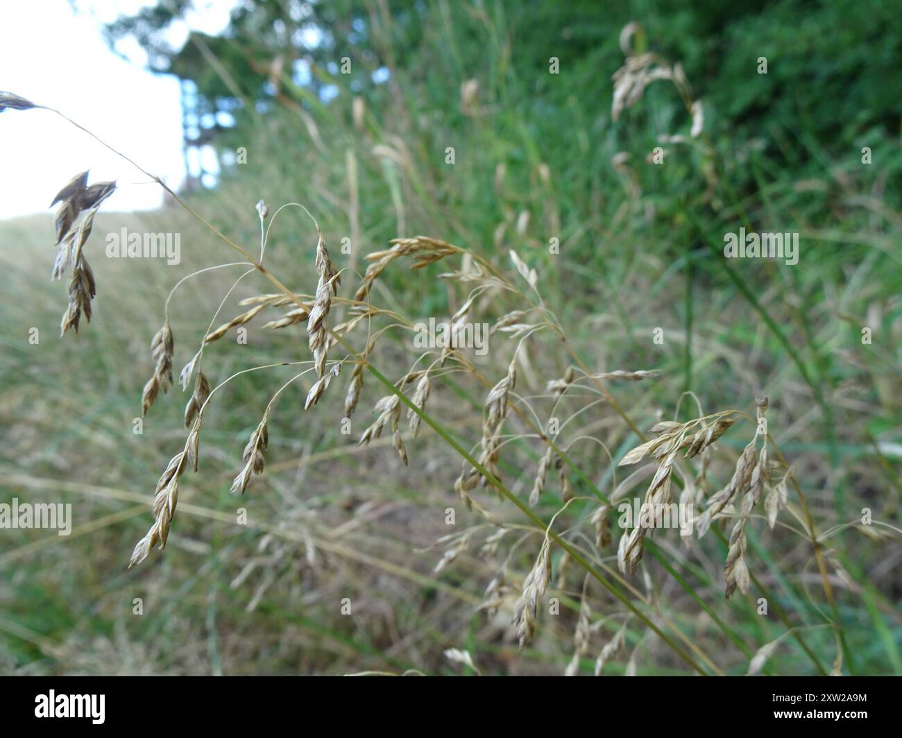 grasses (Poaceae) Plantae Stock Photo - Alamy