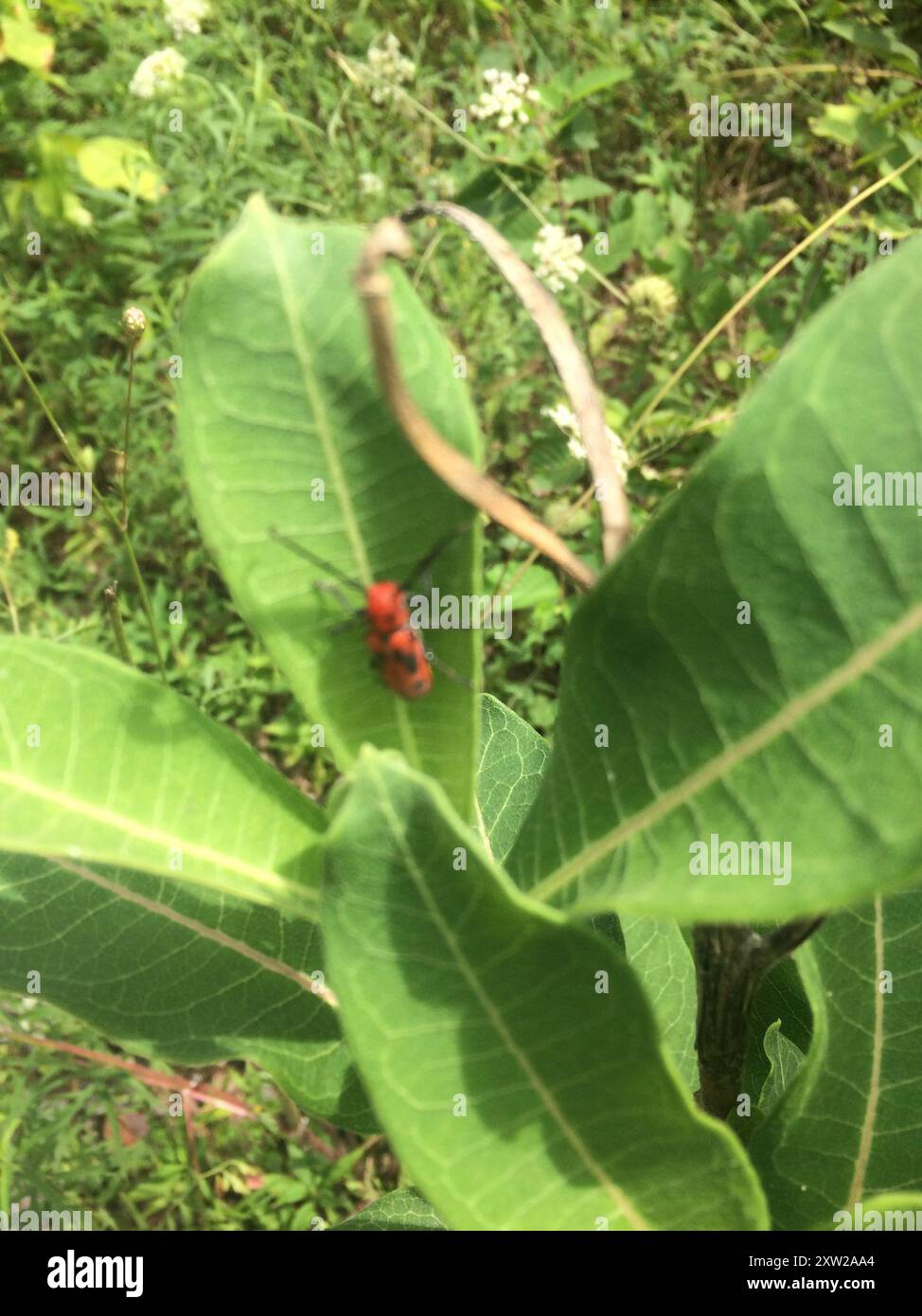 Red Milkweed Beetle (Tetraopes tetrophthalmus) Insecta Stock Photo - Alamy