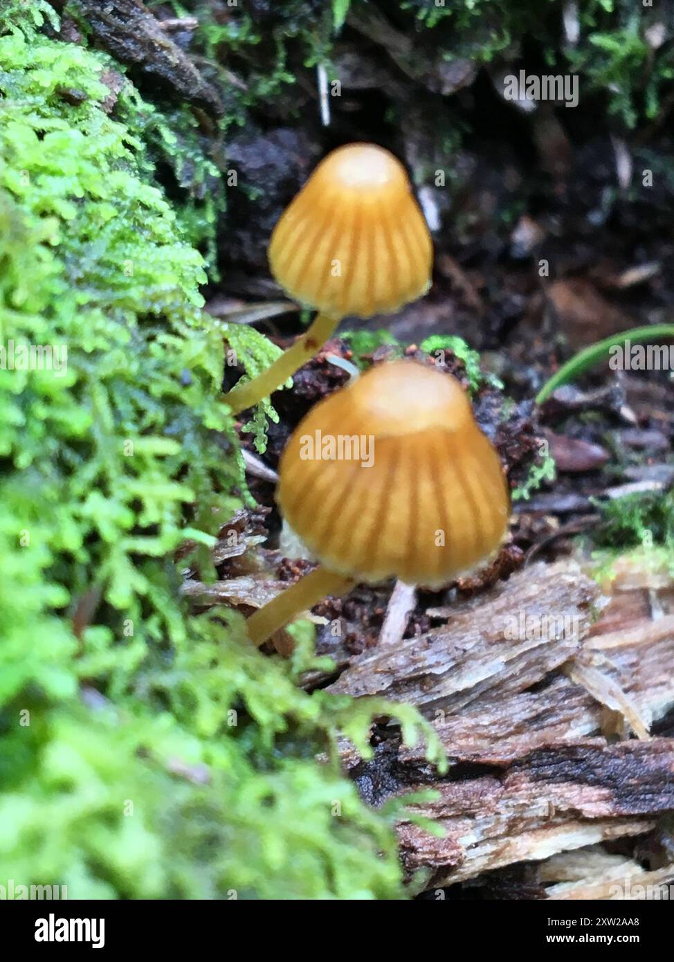 Moss Bell (Galerina hypnorum) Fungi Stock Photo - Alamy