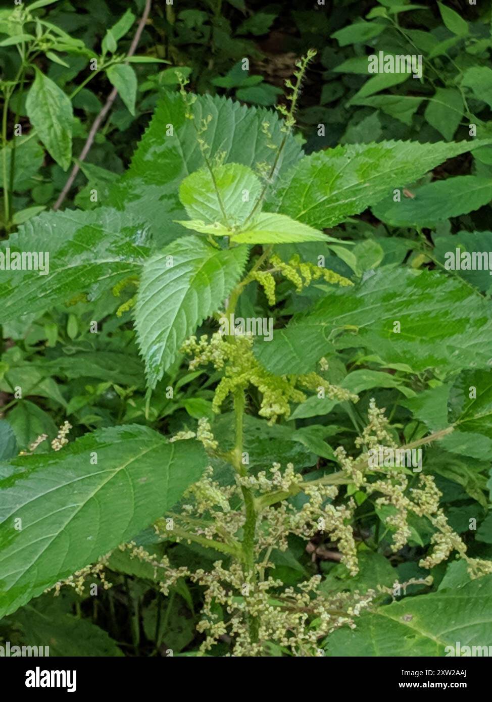 wood nettles (Laportea) Plantae Stock Photo - Alamy