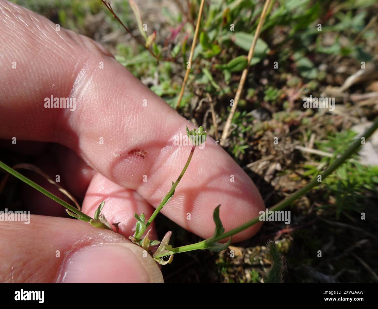 Sheep's-bit (Jasione montana) Plantae Stock Photo - Alamy