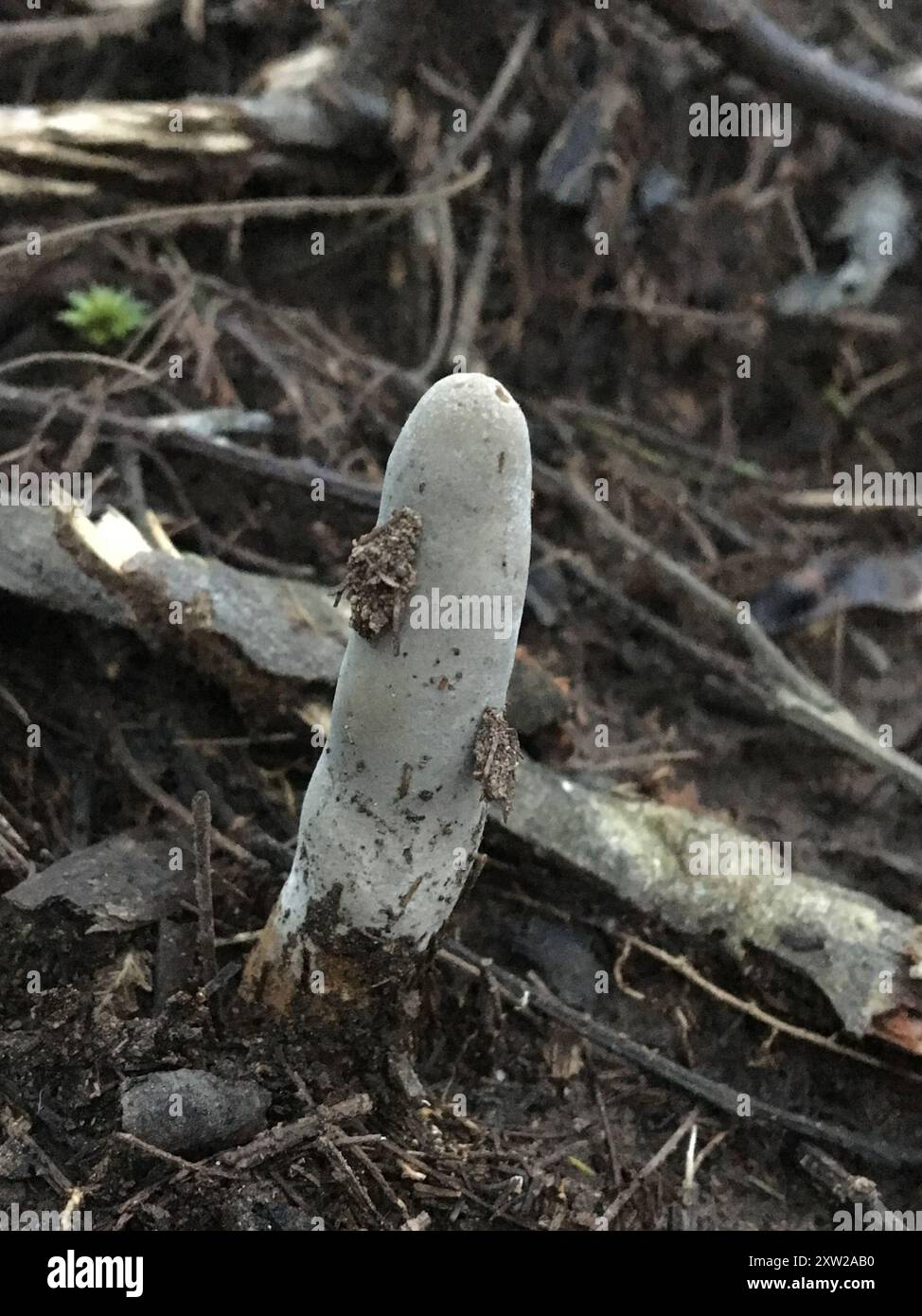 Fawn vegetable Caterpillar (Cordyceps hawkesii) Fungi Stock Photo - Alamy