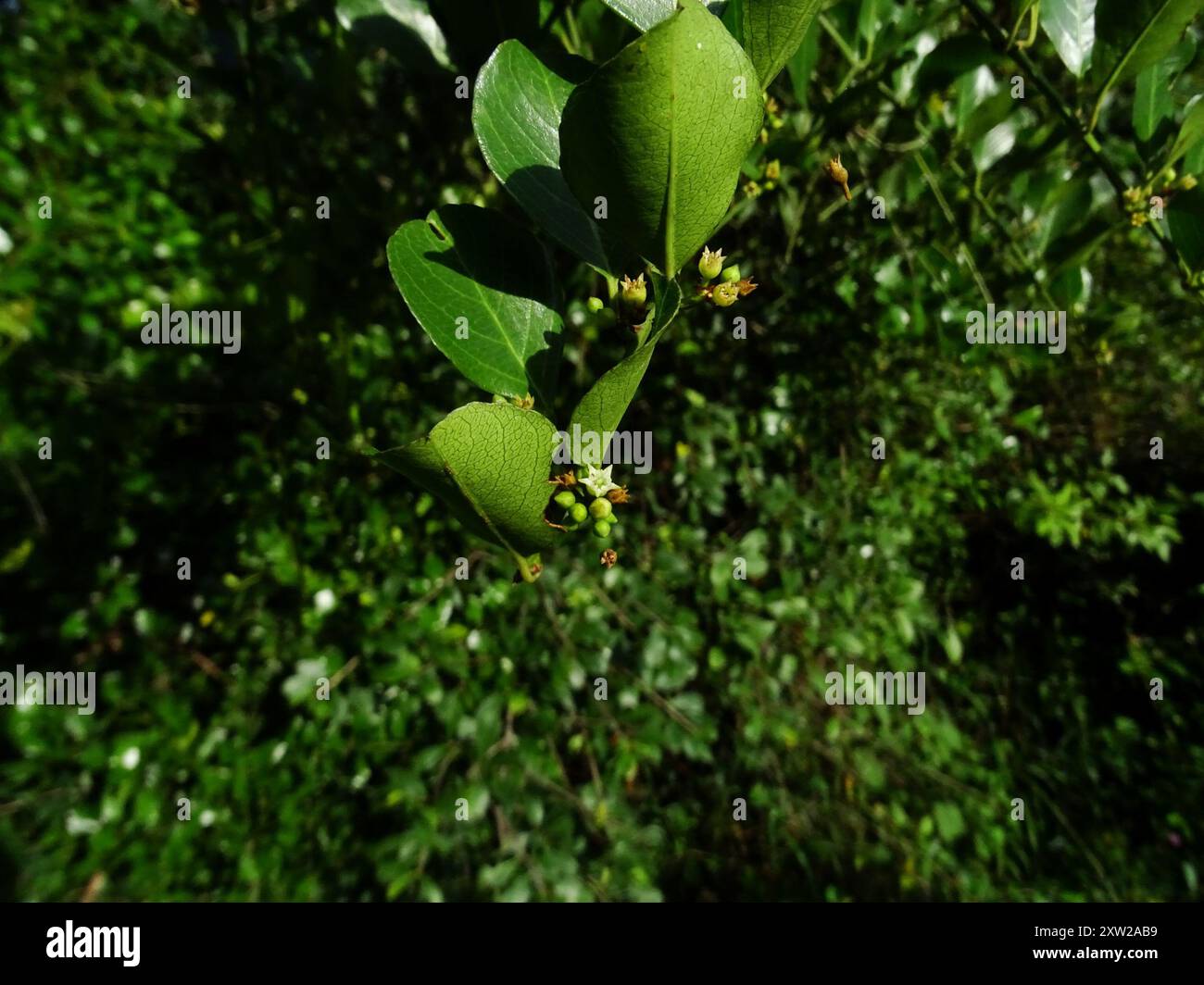 cat-thorn (Scutia myrtina) Plantae Stock Photo - Alamy