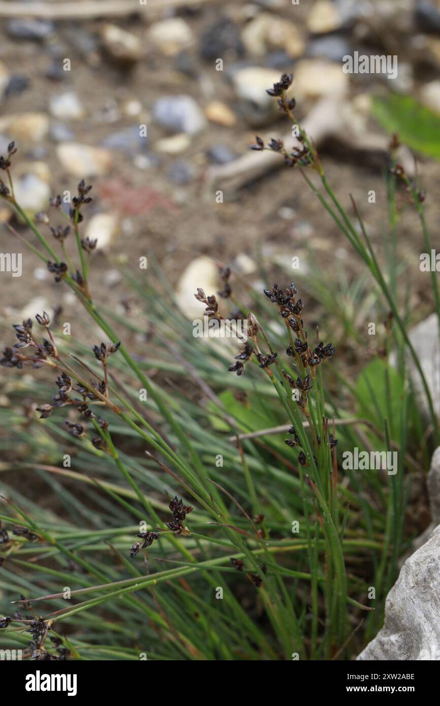 Jointed rush (Juncus articulatus) Plantae Stock Photo - Alamy