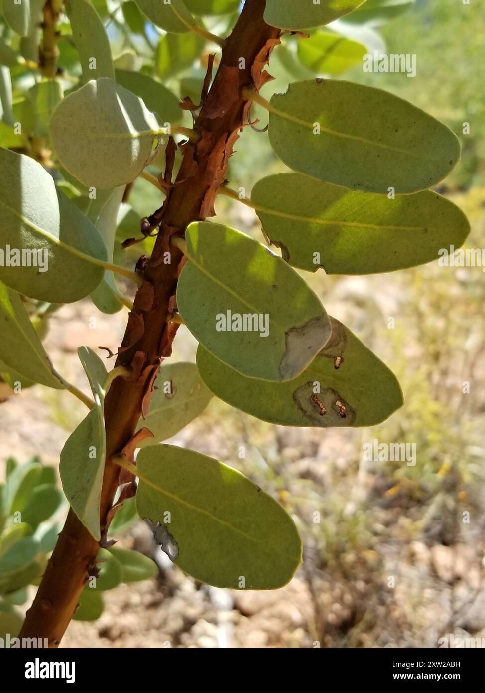 Pringle's manzanita (Arctostaphylos pringlei) Plantae Stock Photo - Alamy