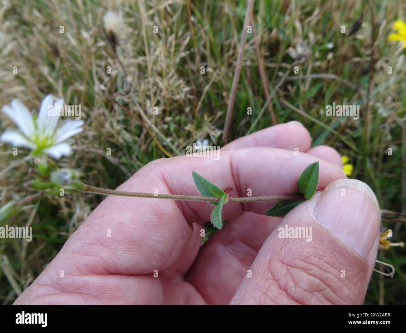 Common mouse-ear chickweed (Cerastium fontanum) Plantae Stock Photo - Alamy