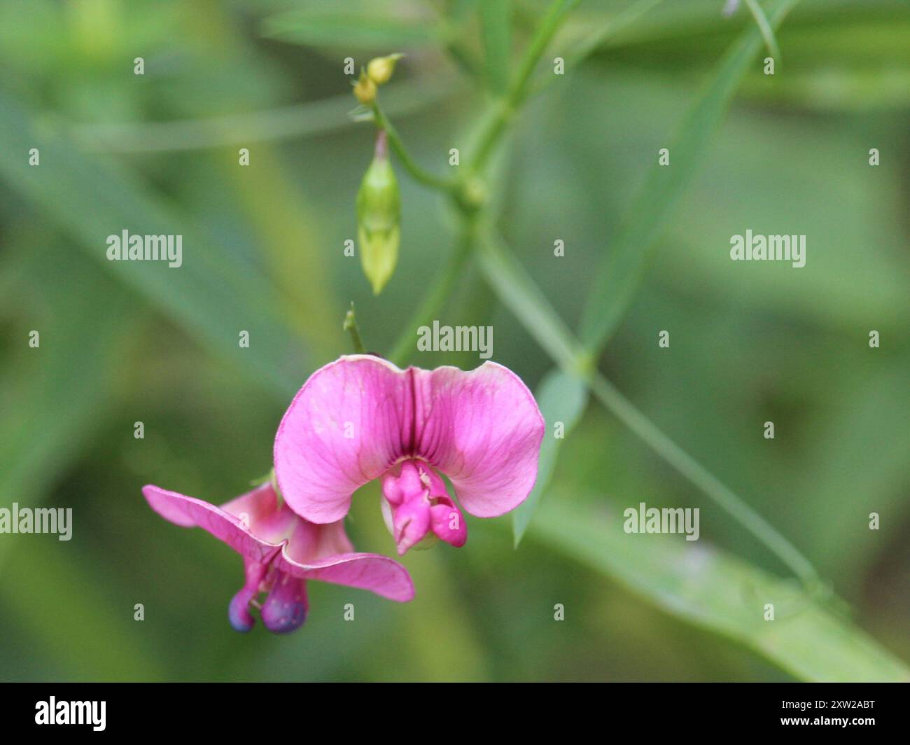 Narrow-leaved Everlasting-pea (Lathyrus sylvestris) Plantae Stock Photo ...