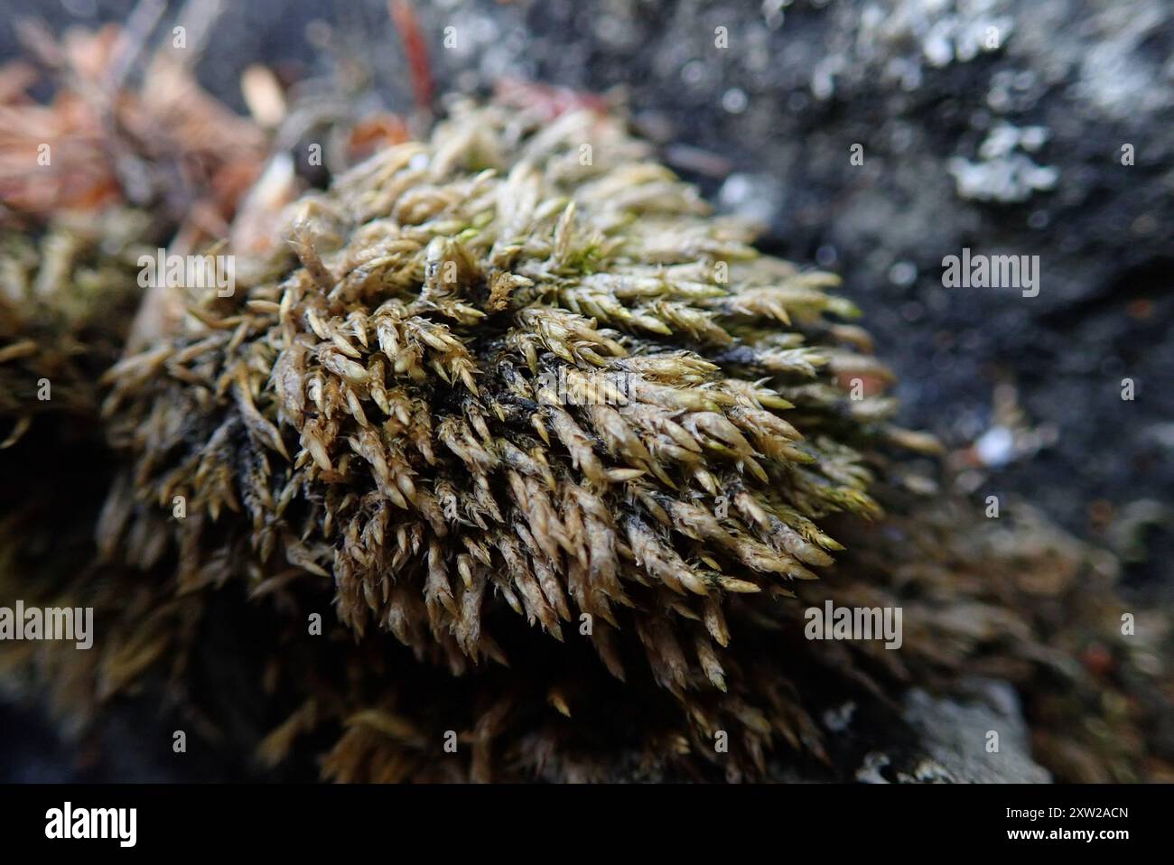 joint-toothed mosses (Bryopsida) Plantae Stock Photo - Alamy