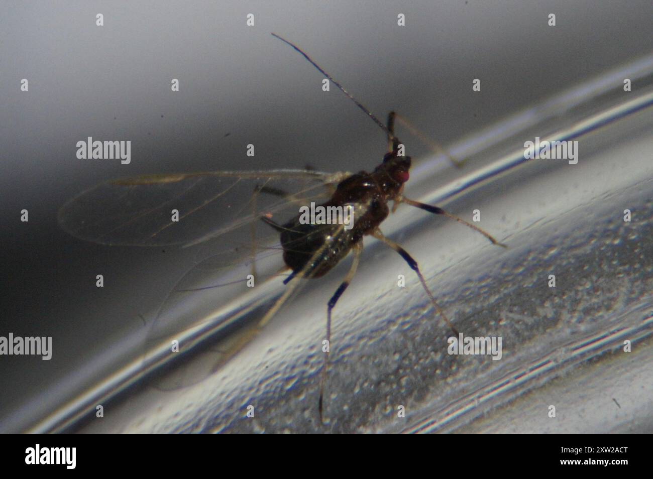 Aphids (Aphididae) Insecta Stock Photo - Alamy