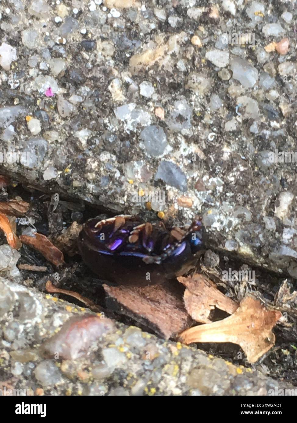 violet leaf beetle (Chrysolina sturmi) Insecta Stock Photo - Alamy