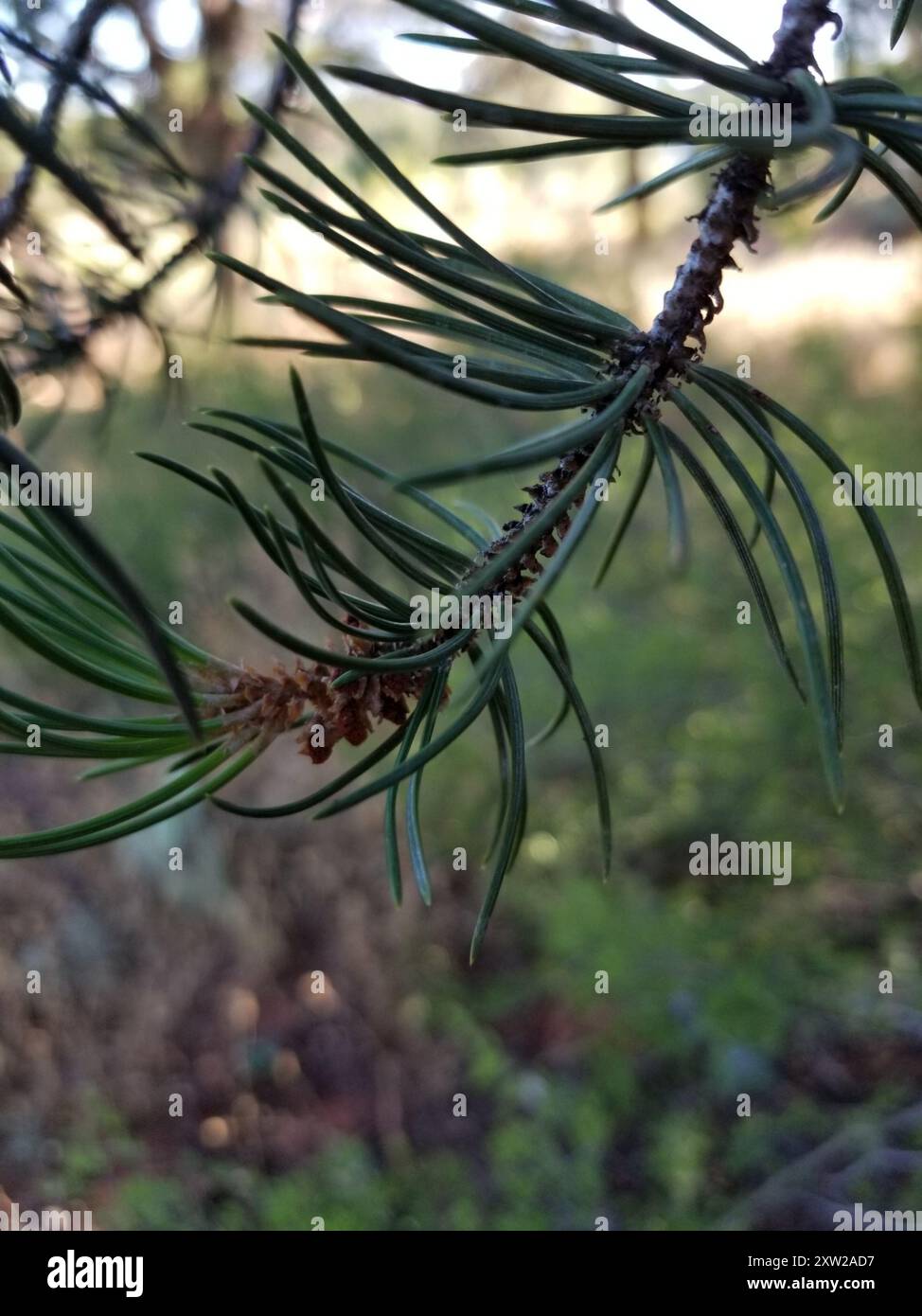 Colorado Pinyon (Pinus edulis) Plantae Stock Photo - Alamy