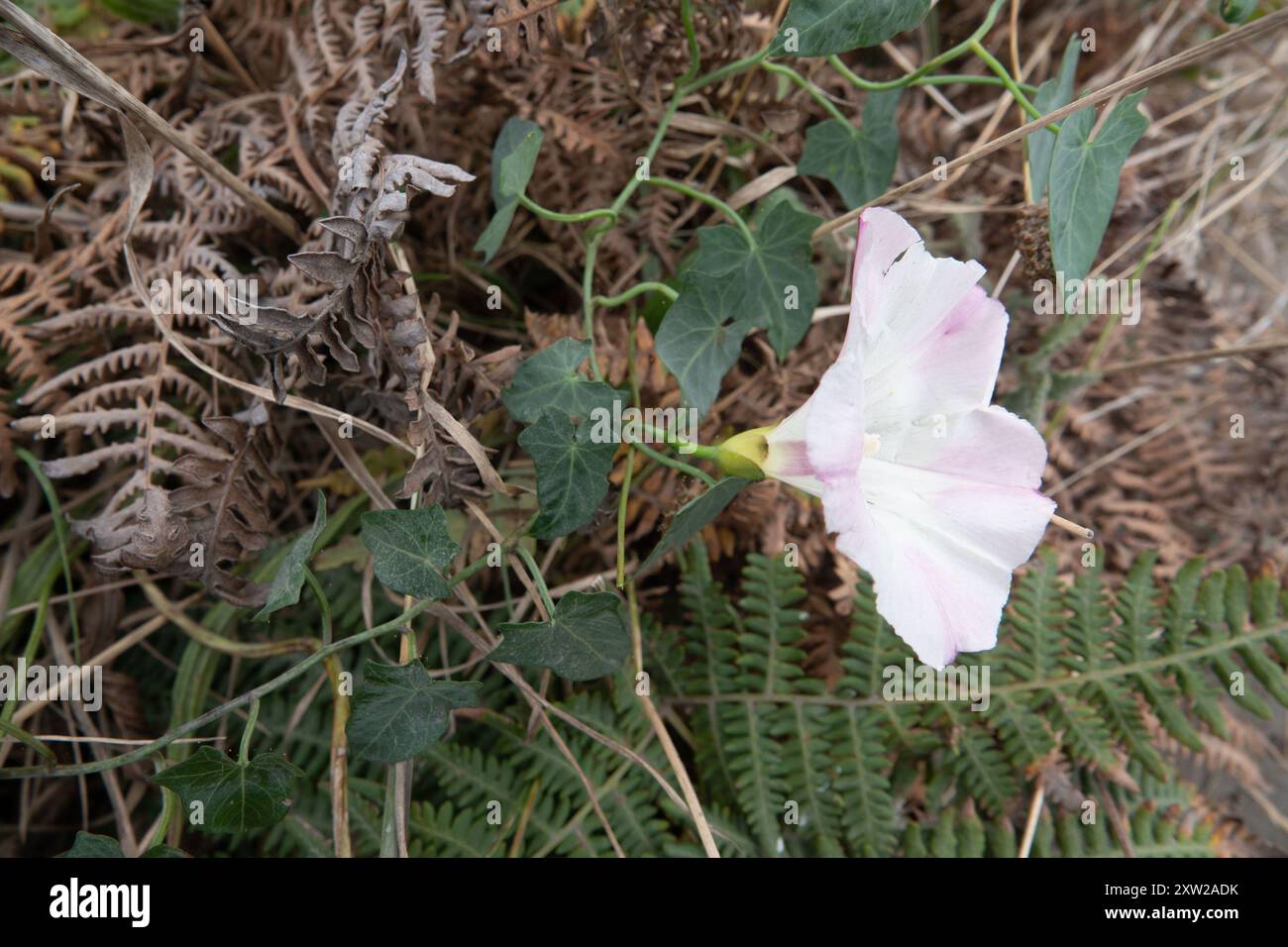 Pacific false bindweed (Calystegia purpurata purpurata) Plantae Stock ...