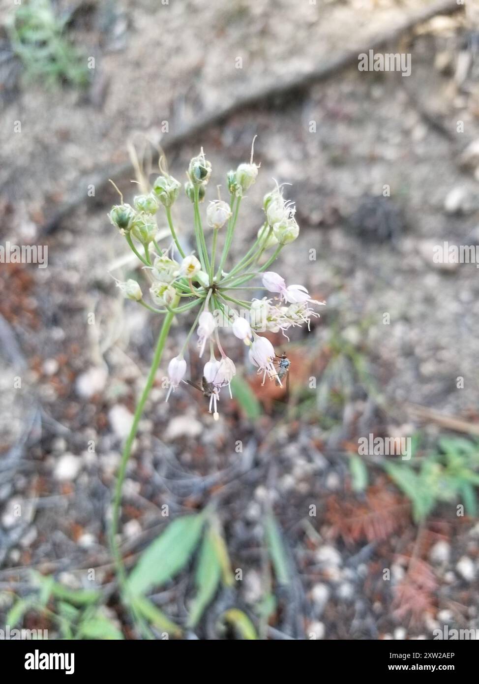 nodding onion (Allium cernuum) Plantae Stock Photo - Alamy