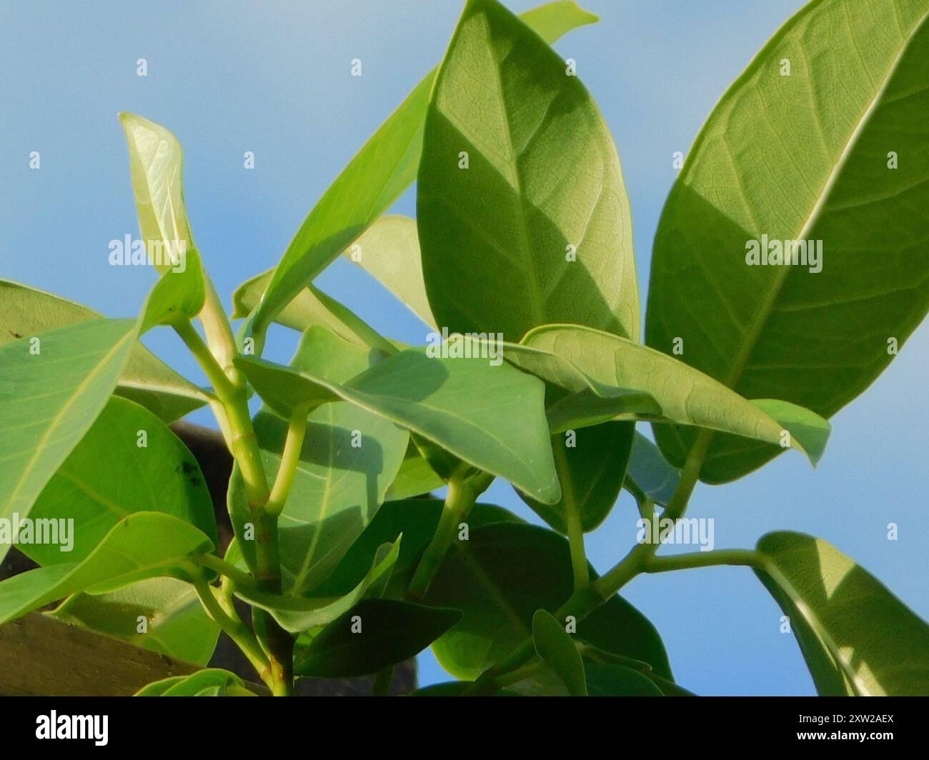 Florida Strangler Fig (Ficus aurea) Plantae Stock Photo - Alamy